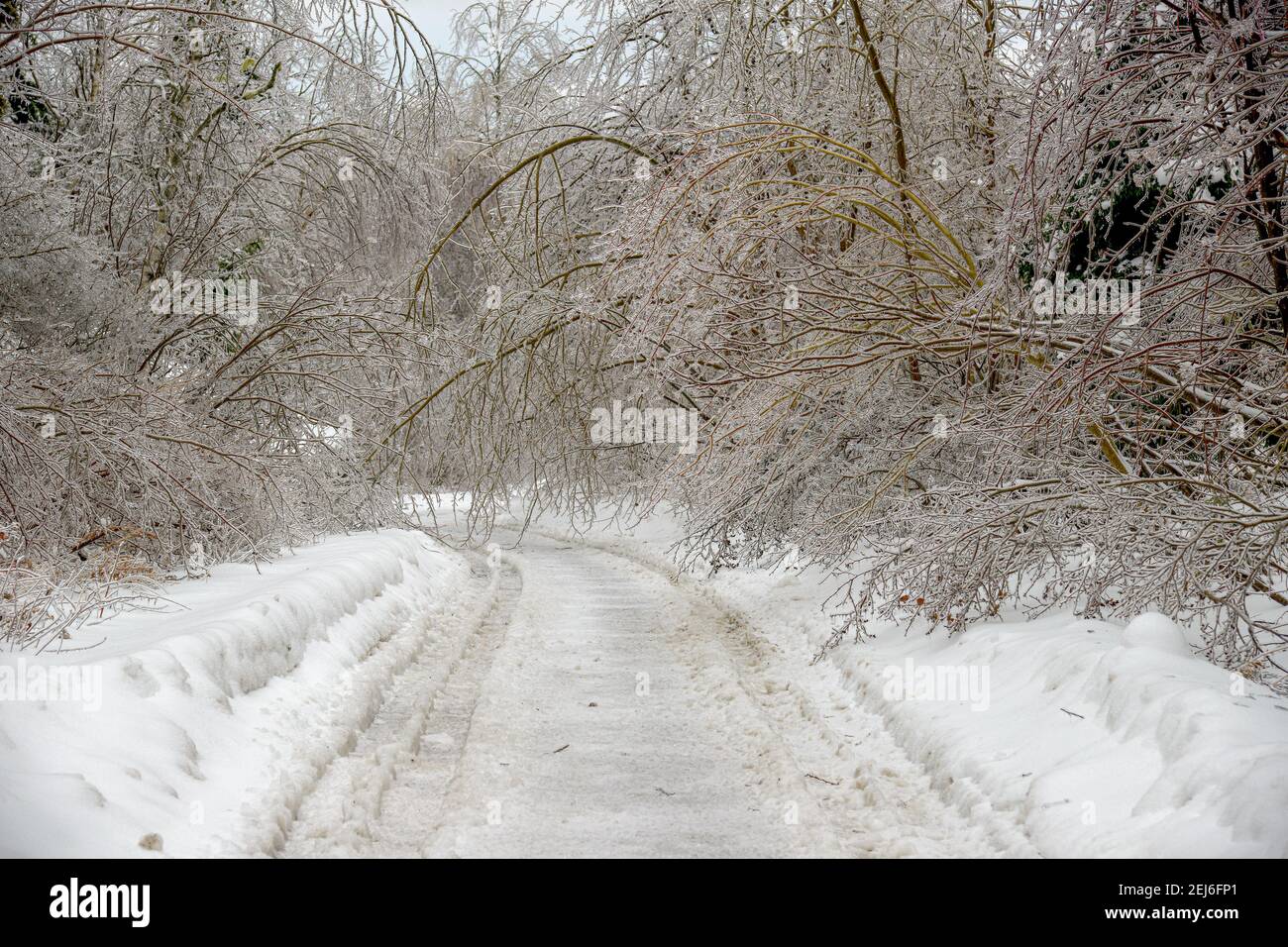 Tree blocking tracks hi-res stock photography and images - Alamy