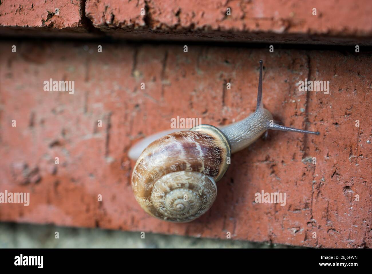 The snail slides up down the stony ground Stock Photo - Alamy