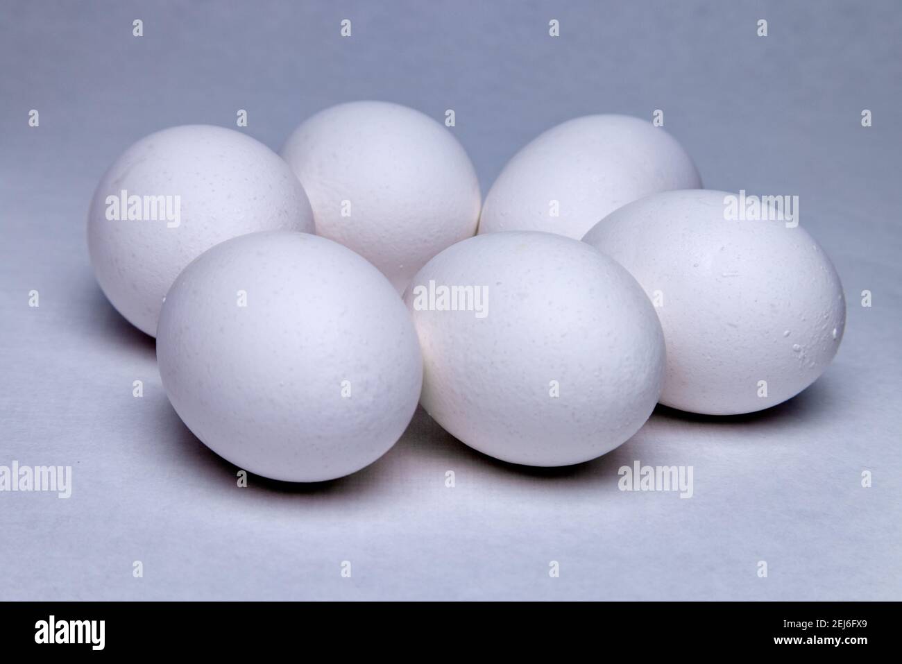 White shell hi-res stock photography and images - Alamy
