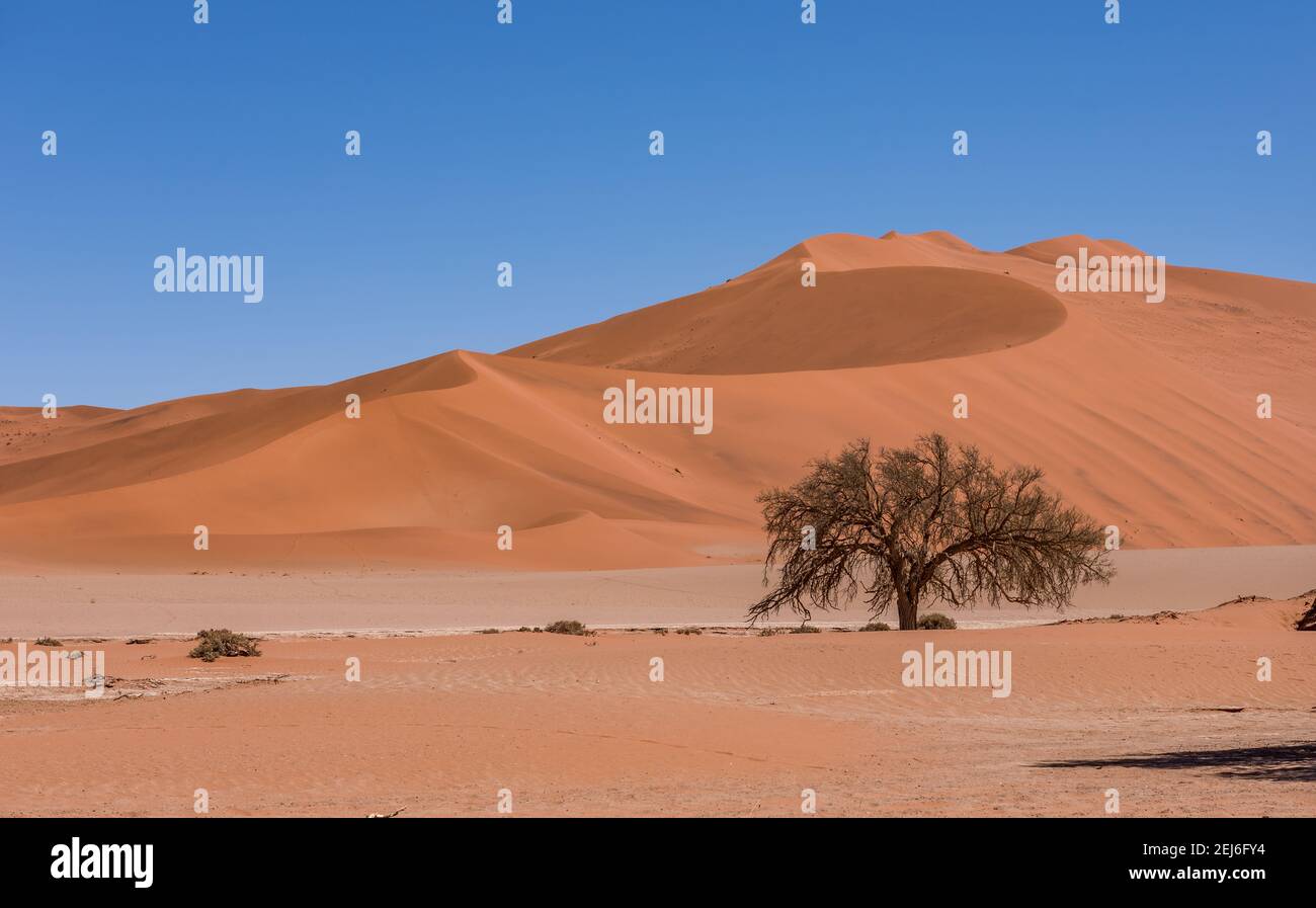 Nambia desert hi-res stock photography and images - Alamy