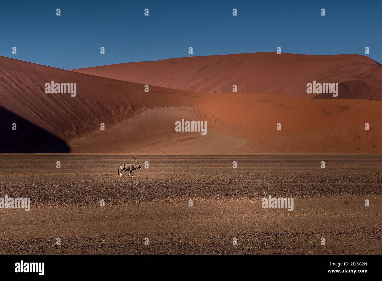 Intrepid: Lone Oryx crossing Namibian desert Stock Photo - Alamy