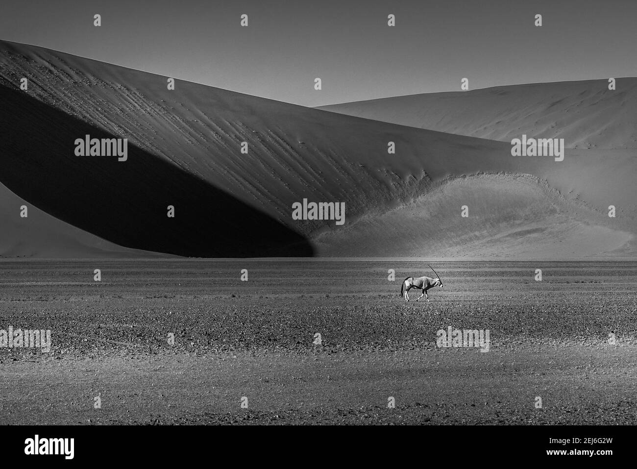 Intrepid: Lone Oryx crossing Namibian desert Stock Photo - Alamy
