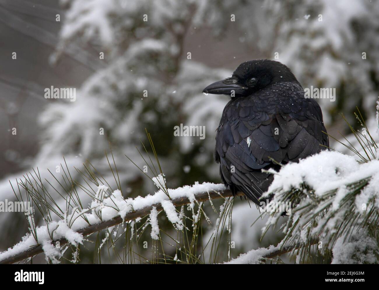 Prety bird hi-res stock photography and images - Alamy