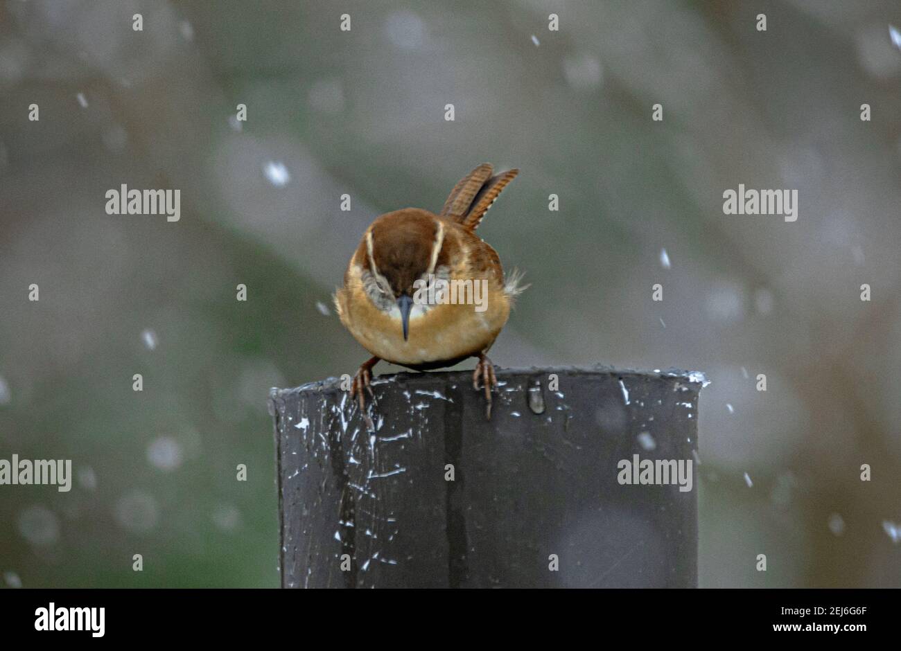 Carolina wren song bird hi-res stock photography and images - Alamy