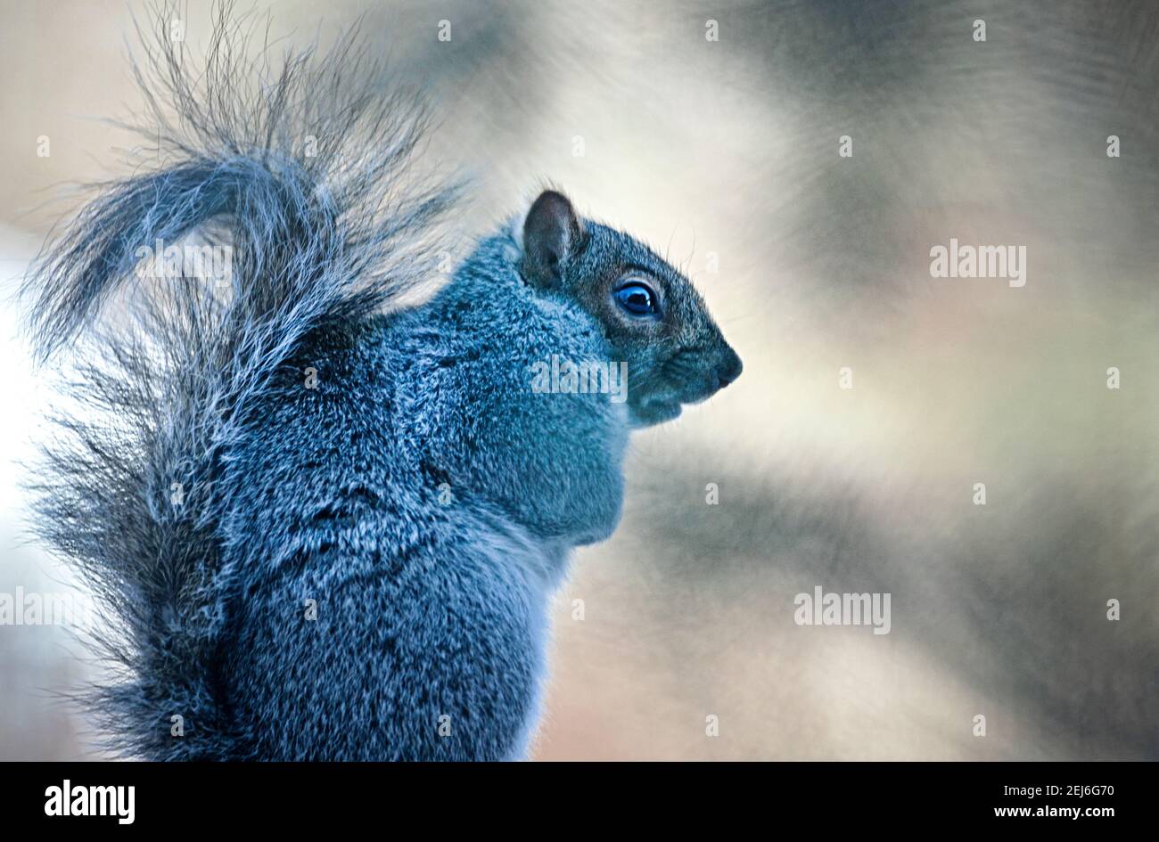 Squirrel praying and resting in tree Stock Photo - Alamy