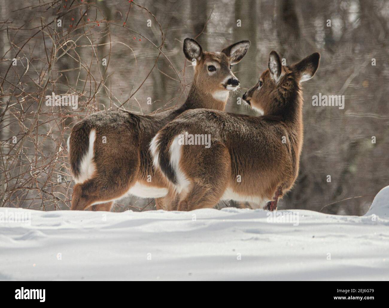 White tailed deer hoof hi-res stock photography and images - Alamy