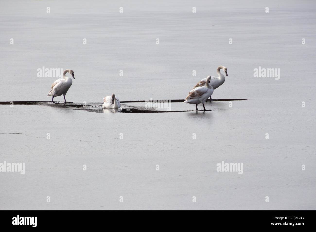 Four swans on a frozen lake Stock Photo - Alamy