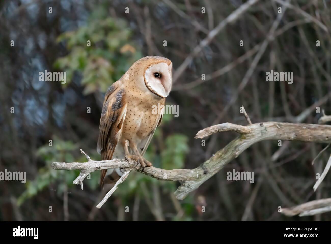 American barn owl hi-res stock photography and images - Alamy