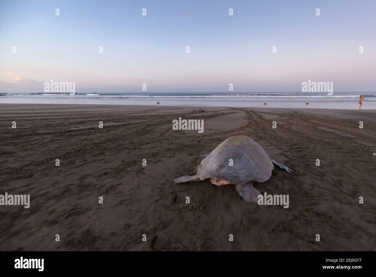 Turtles nesting during sunrise at Ostional beach in Costa Rica Stock ...