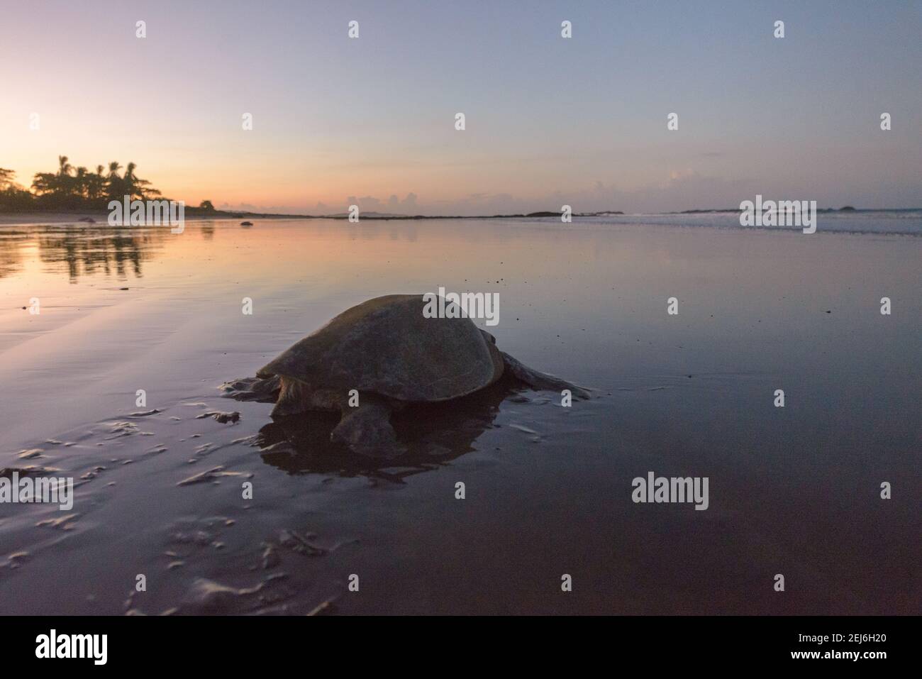 Turtles nesting during sunrise at Ostional beach in Costa Rica Stock ...