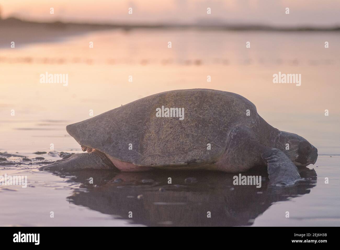 Reptile nest hatching egg hi-res stock photography and images - Alamy
