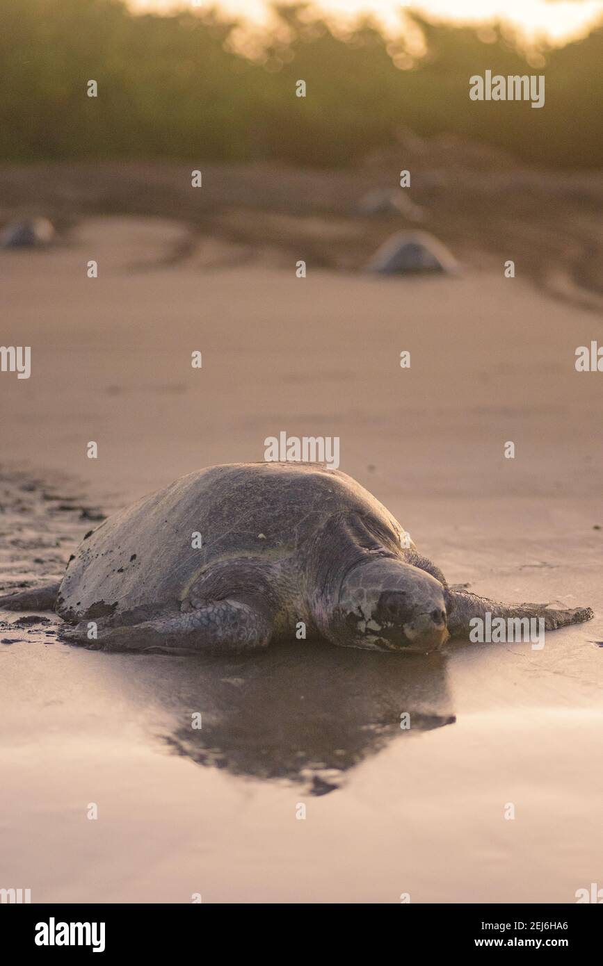 Turtles nesting during sunrise at Ostional beach in Costa Rica Stock ...