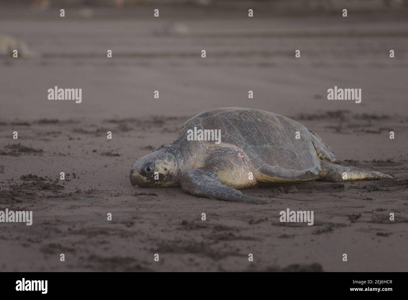 Turtles nesting during sunrise at Ostional beach in Costa Rica Stock ...