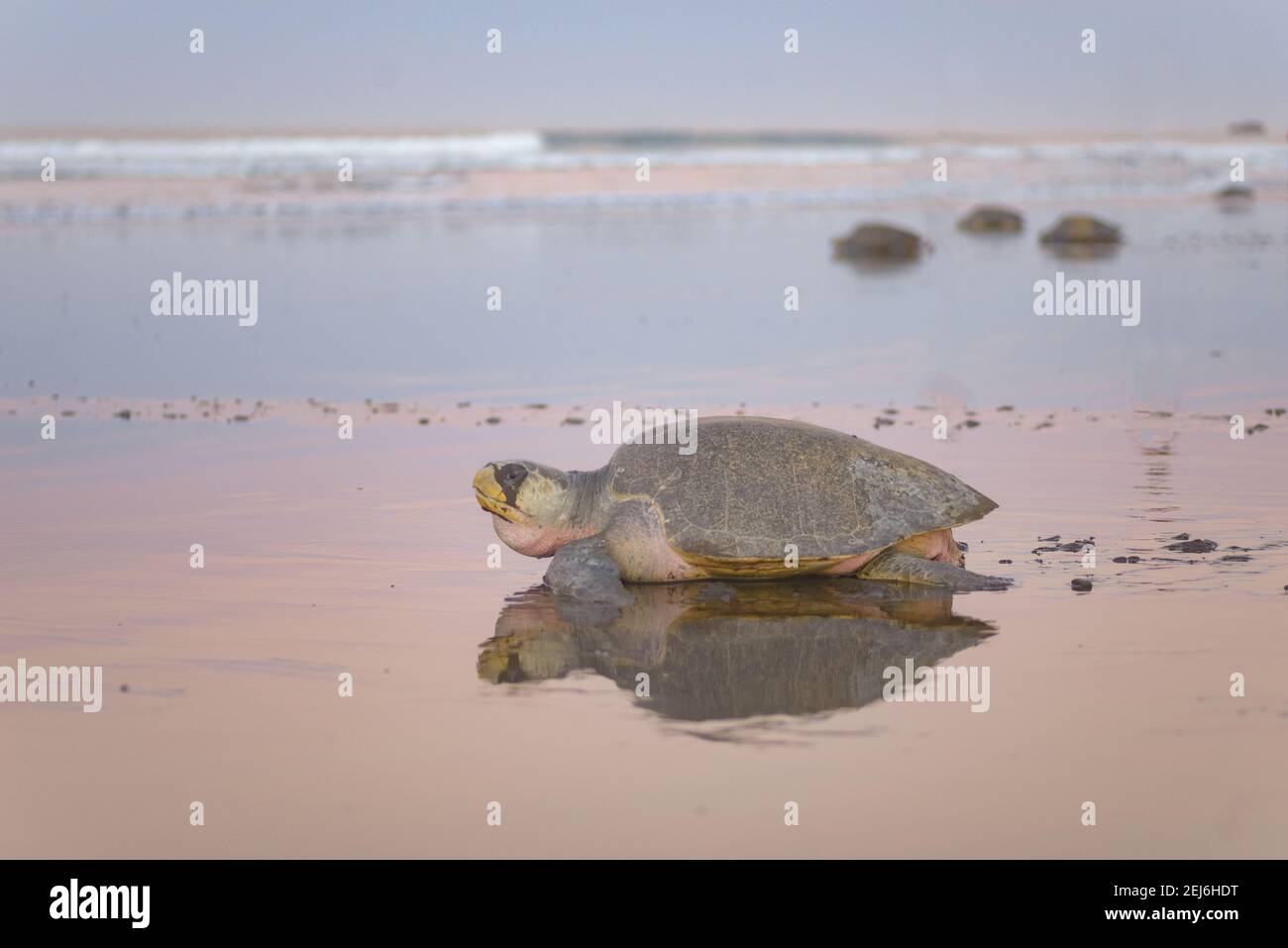 Turtle egg hatching hi-res stock photography and images - Alamy