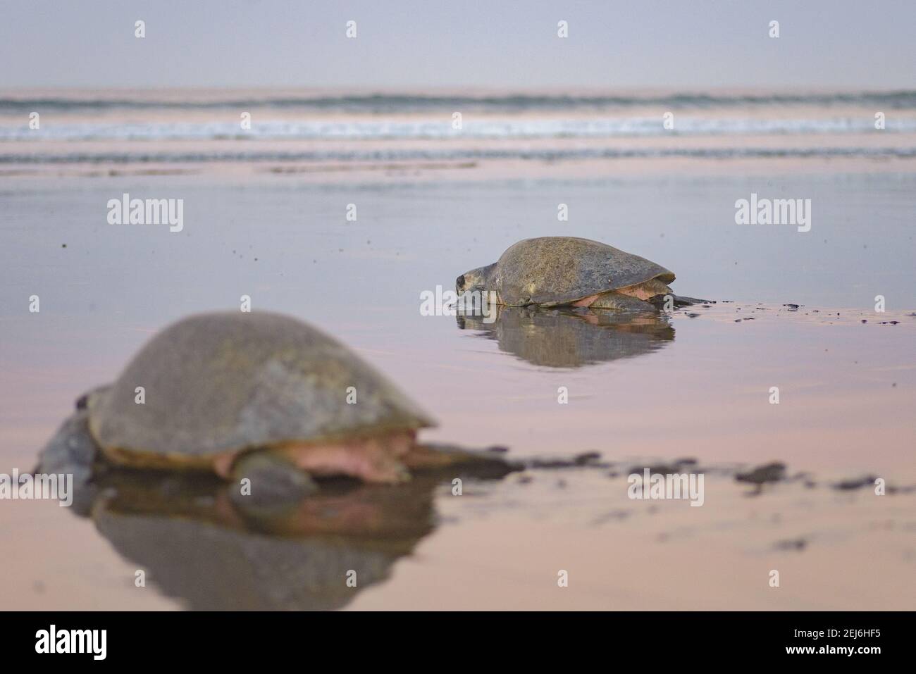 Turtles nesting during sunrise at Ostional beach in Costa Rica Stock ...