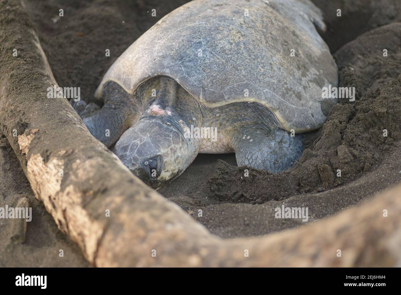 Turtles nesting during sunrise at Ostional beach in Costa Rica Stock ...