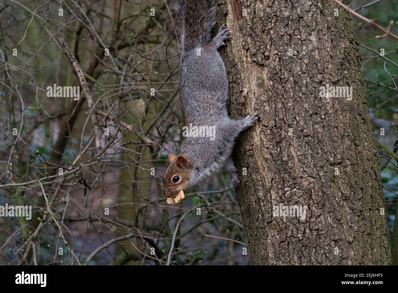 Haggerston Park, Hackney City Farm, London, England Stock Photo - Alamy
