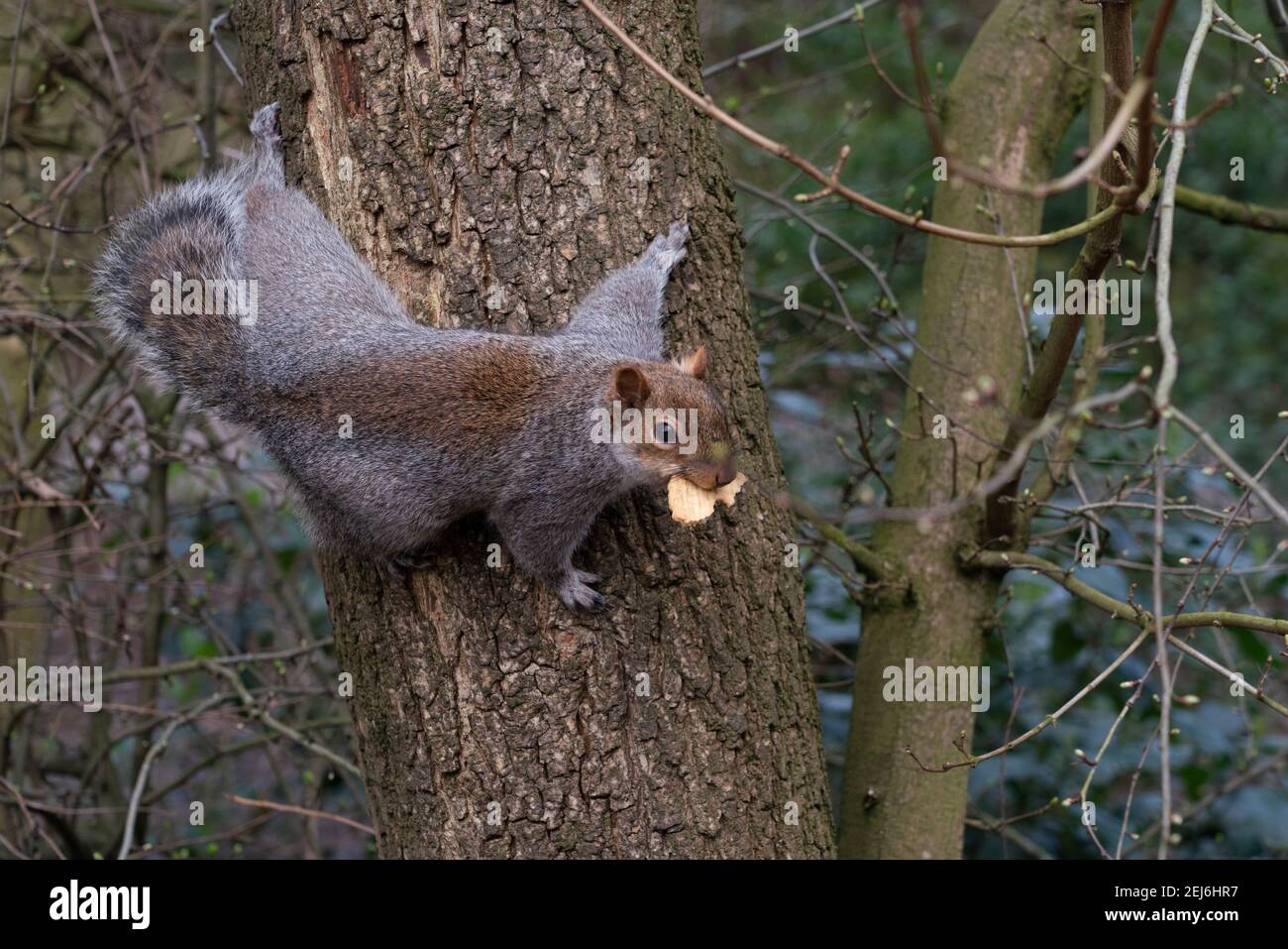 Haggerston Park, Hackney City Farm, London, England Stock Photo - Alamy