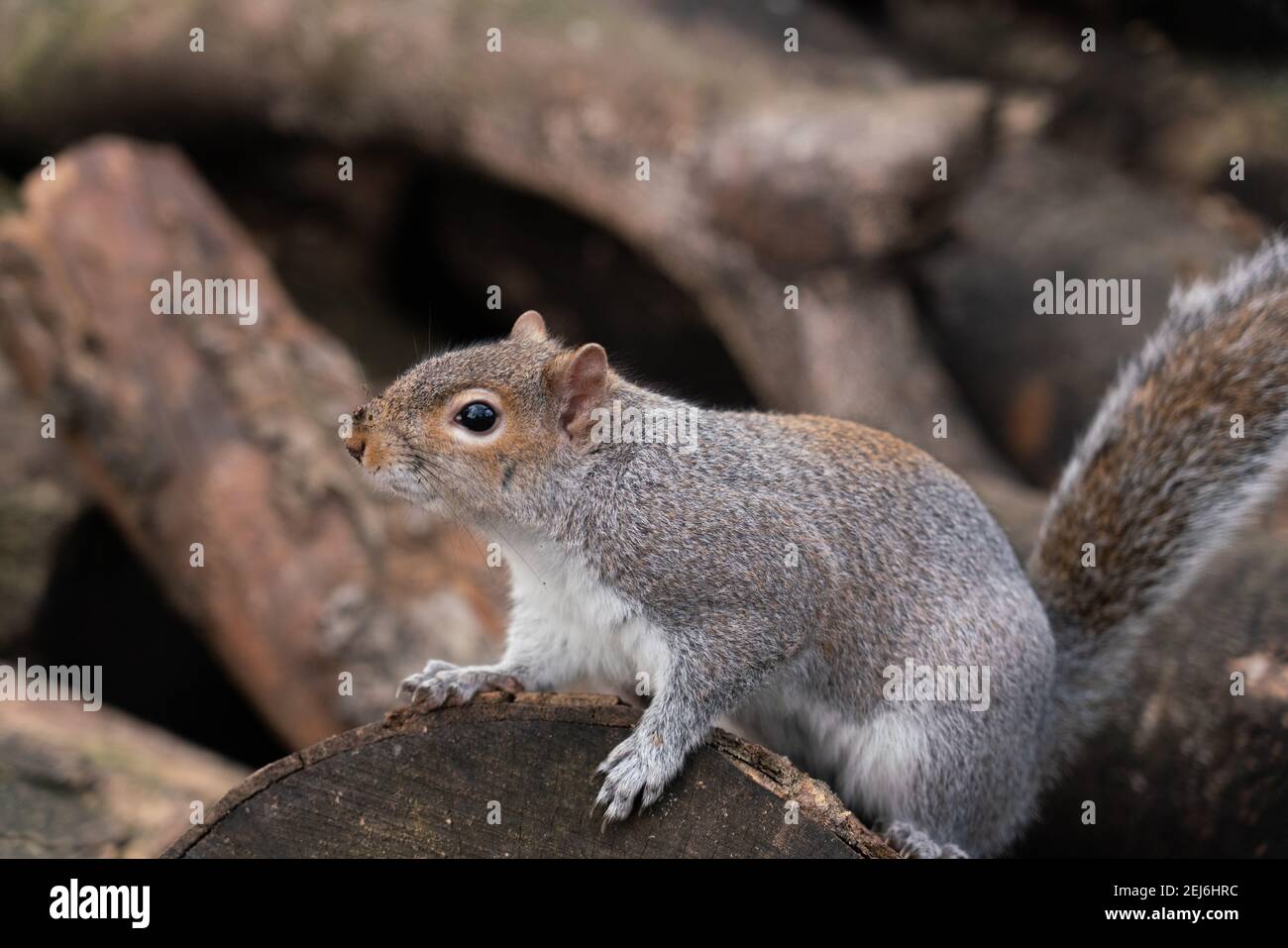 Haggerston Park, Hackney City Farm, London, England Stock Photo - Alamy