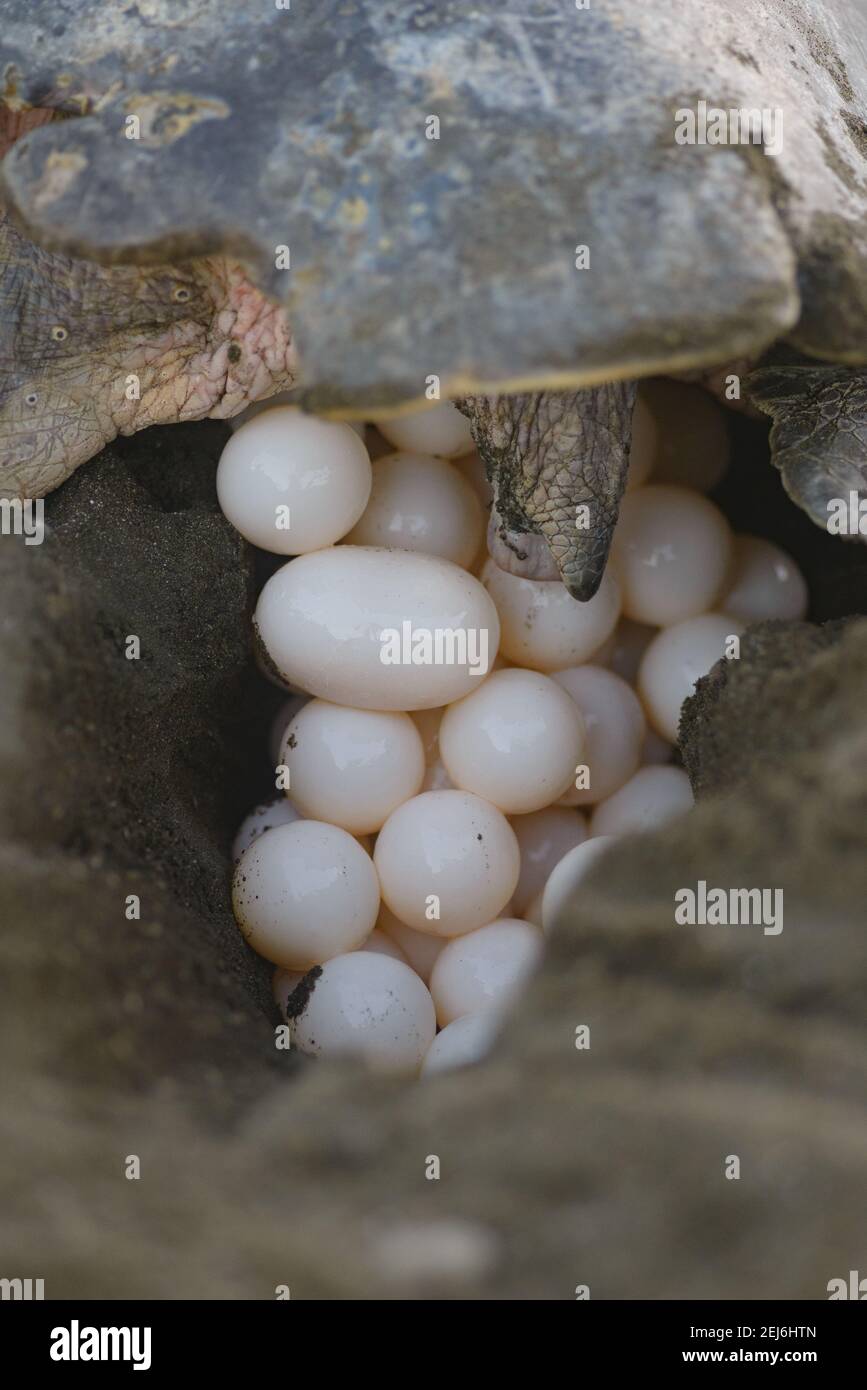 Turtles nesting during sunrise at Ostional beach in Costa Rica Stock ...