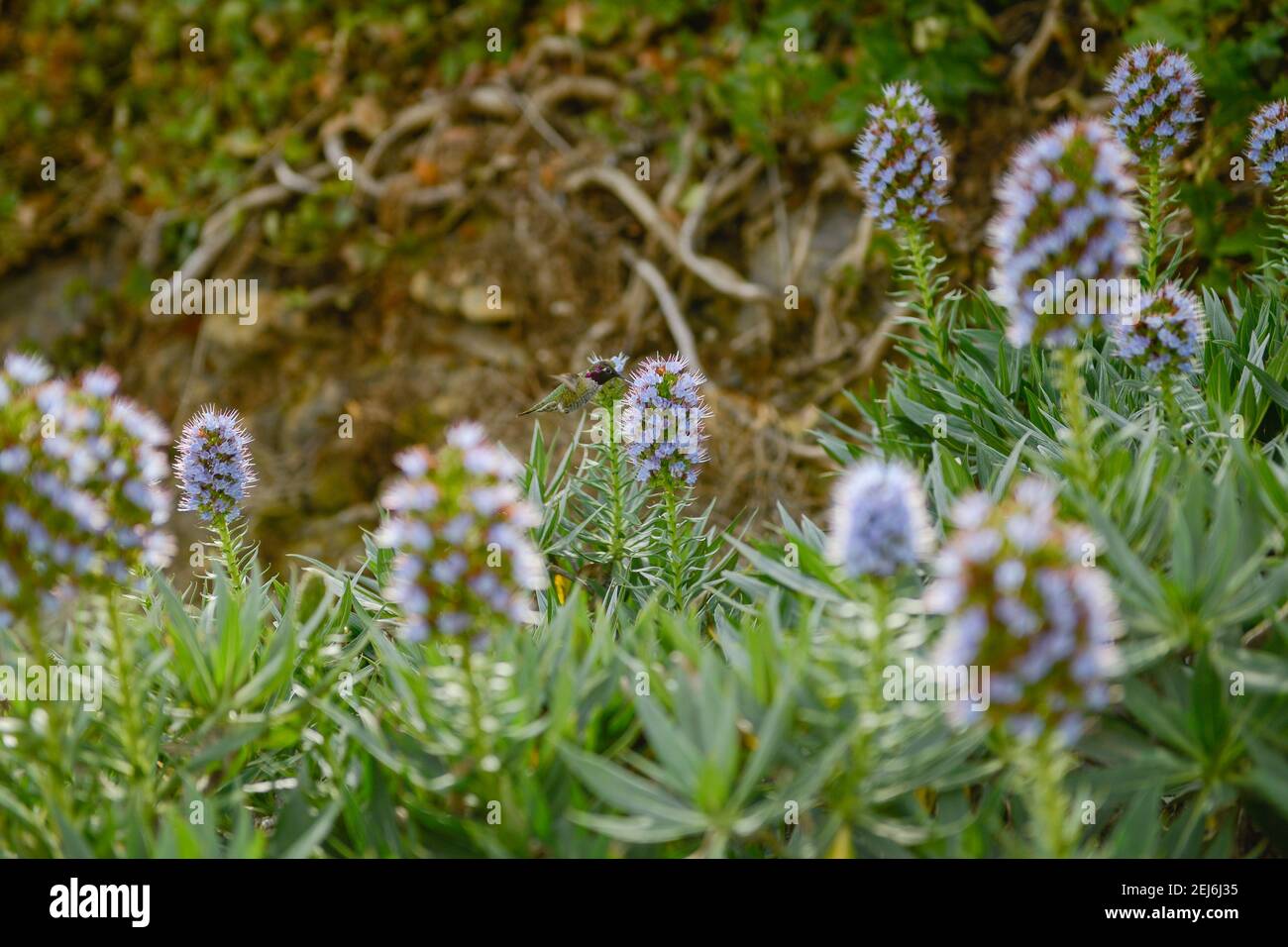 Alcatraz prison tours hi-res stock photography and images - Alamy