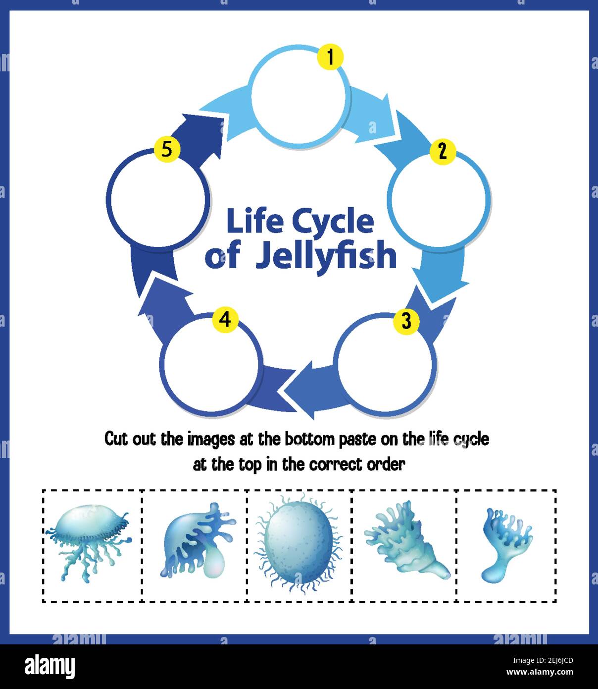 Diagram showing life cycle of Jellyfish illustration Stock Vector Image ...