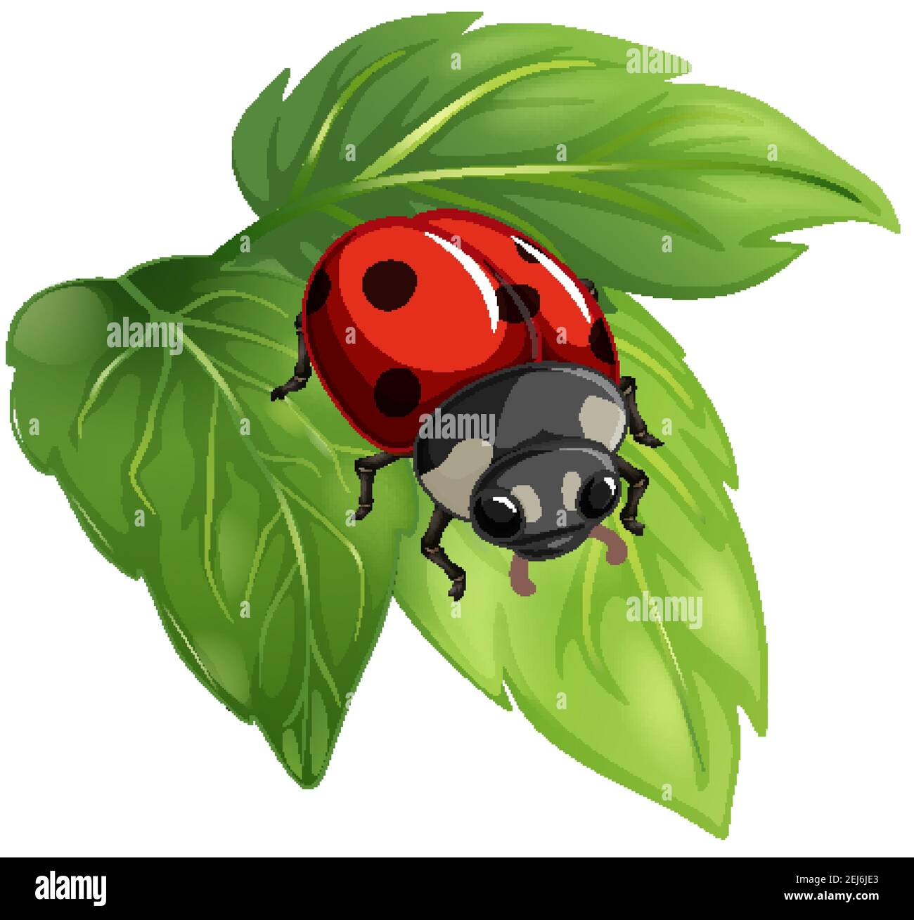 Ladybug On A Leaf Clip Art
