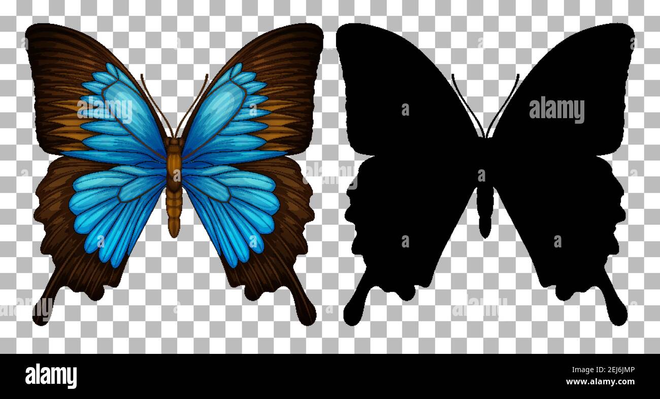 Butterfly and its silhouette on transparent background illustration ...