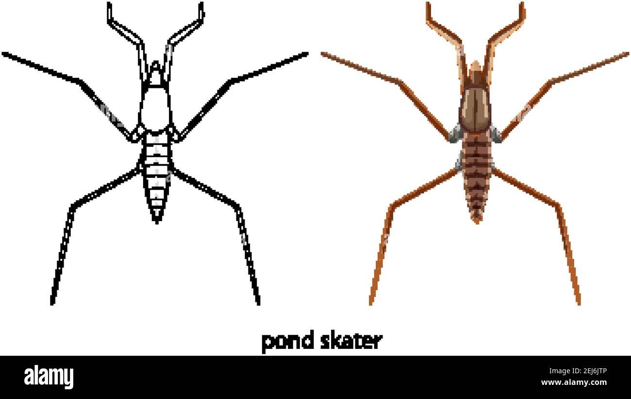 Pond skater in colour and doodle isolated illustration Stock Vector ...
