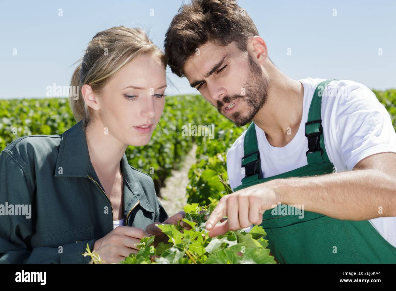 farmers inspecting pest infested leaves Stock Photo - Alamy