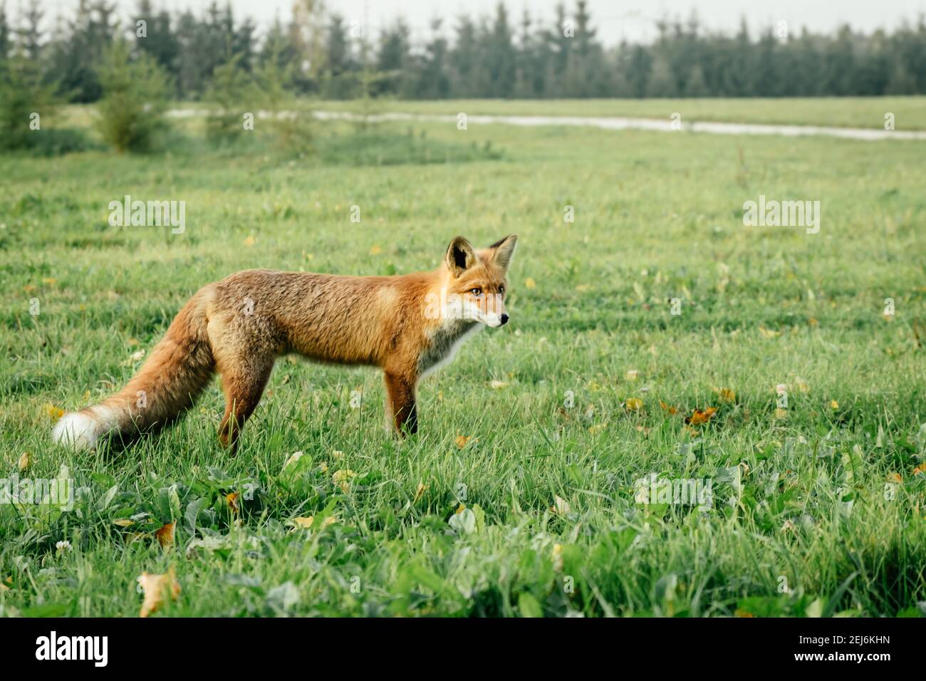 Fox in green field hi-res stock photography and images - Alamy