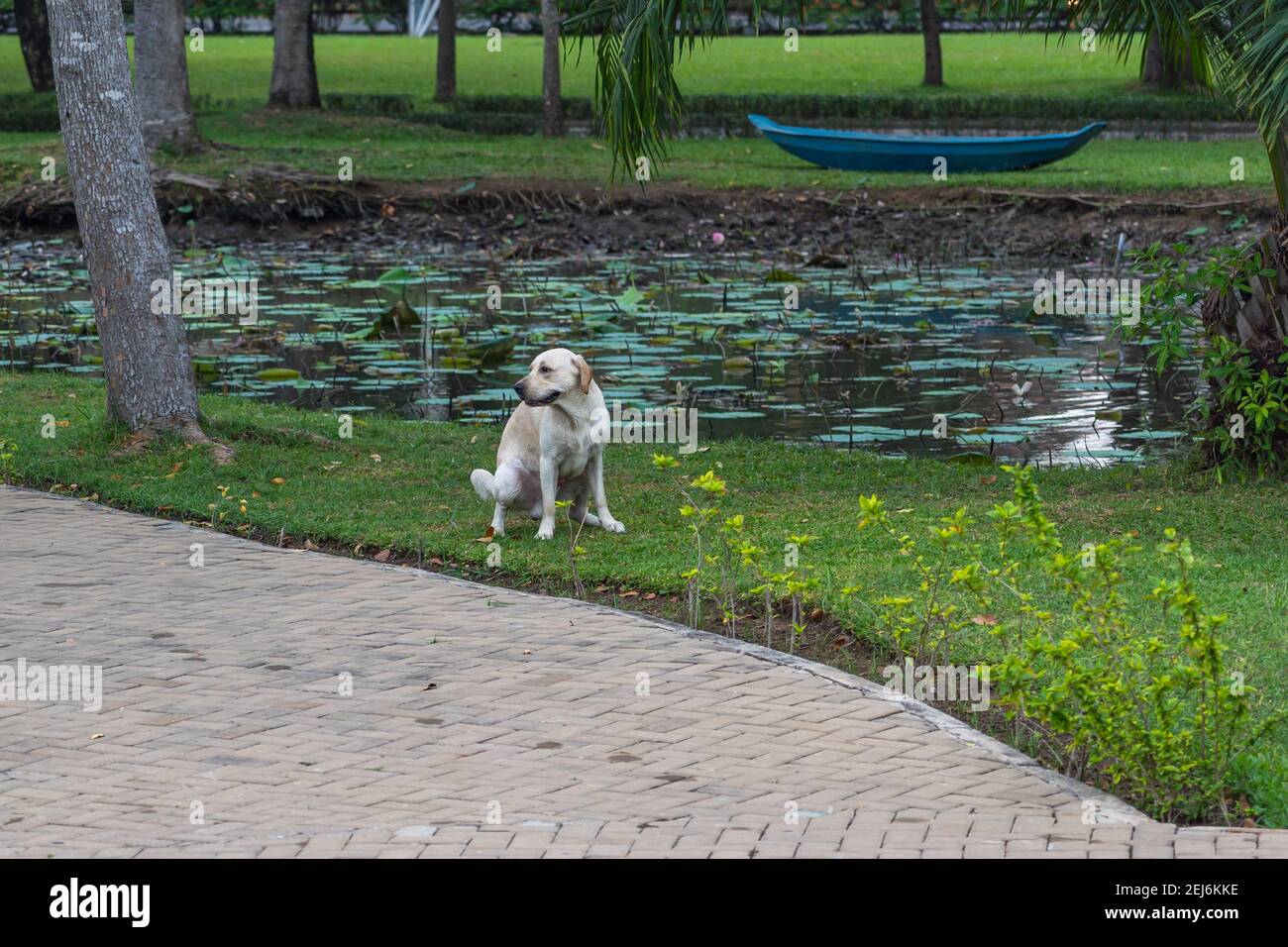 Labrador retriever dog pooping on grass at beautiful garden . High ...