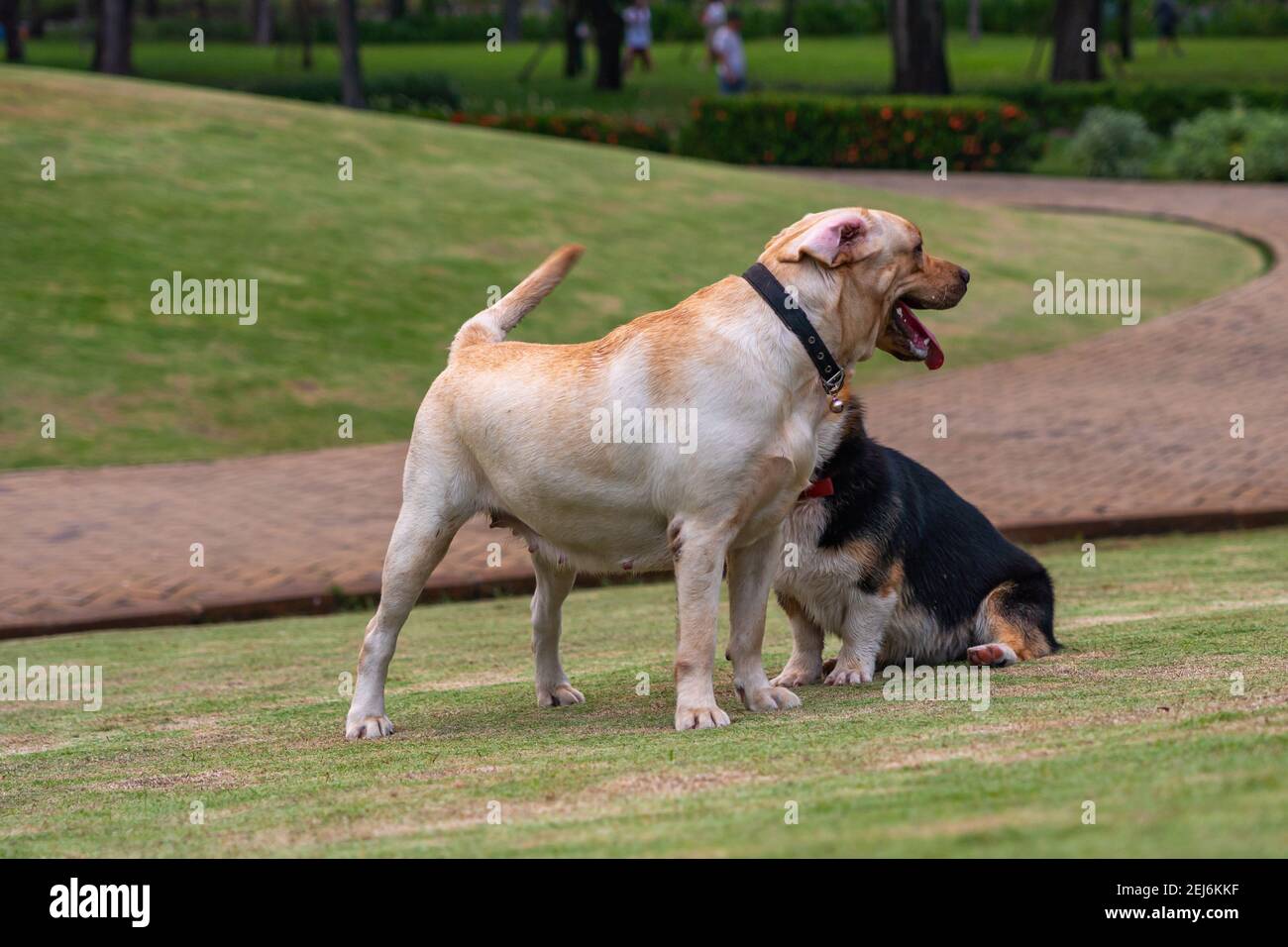 Rear view cute labrador retriever hi-res stock photography and images ...