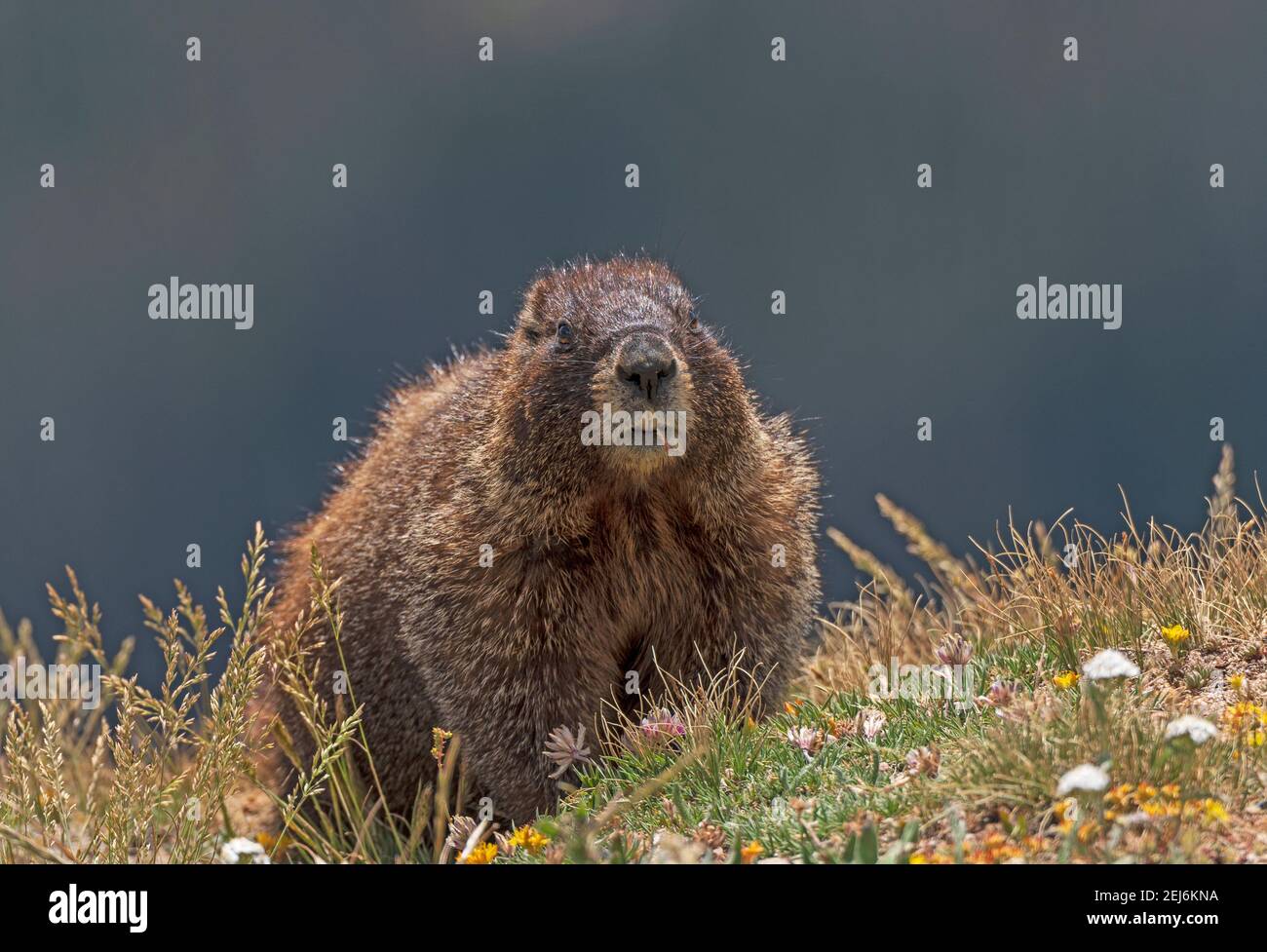 Yellow bellied Marmot in the Alpine Tundra in Rocky Mountain National ...