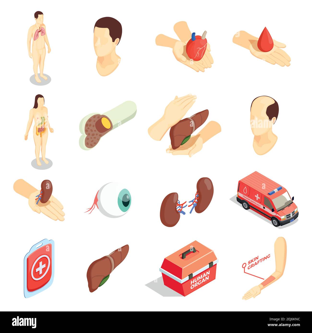 Transportation of organs Stock Vector Images - Alamy