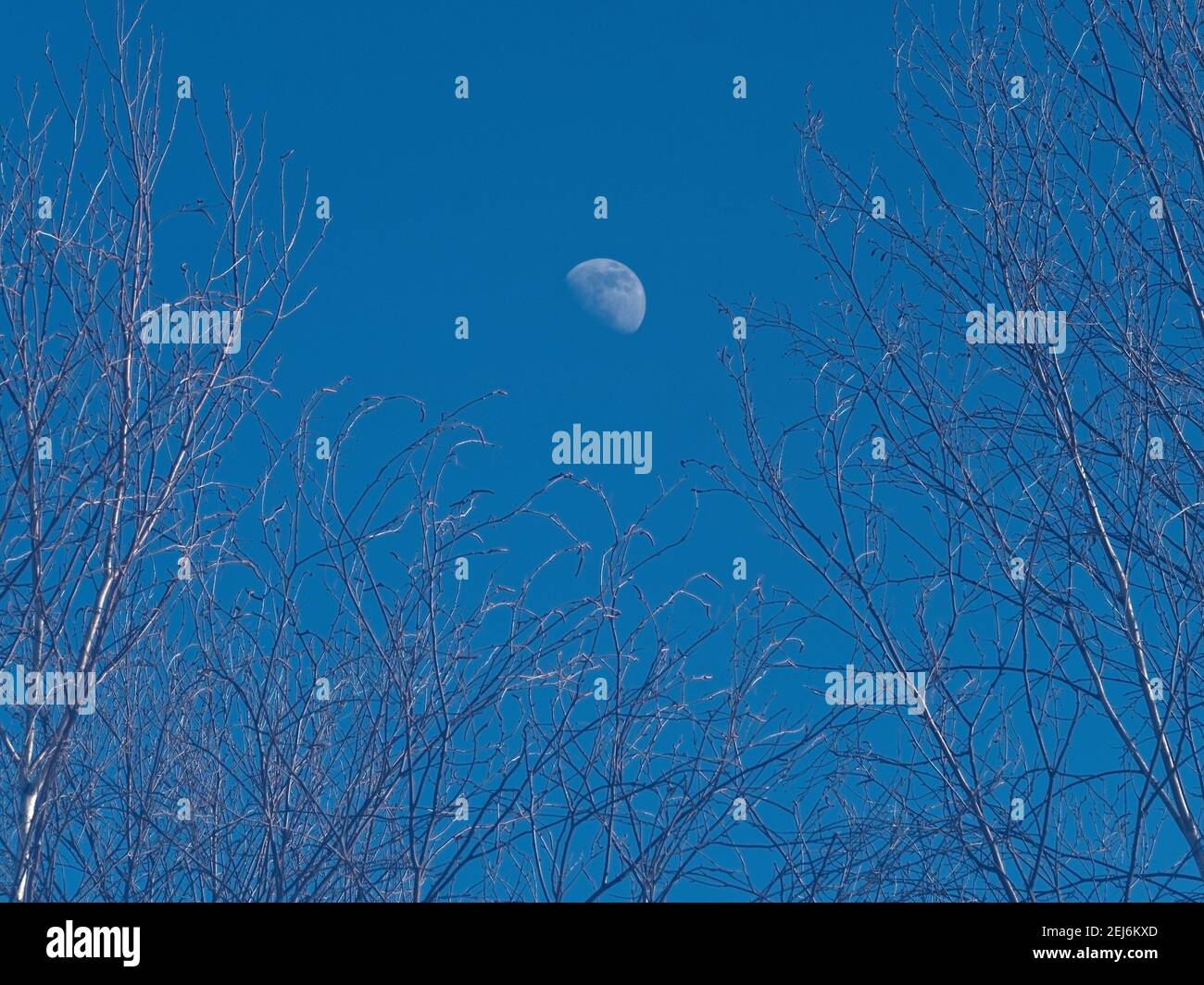 Moon in the sky in the afternoon Stock Photo - Alamy