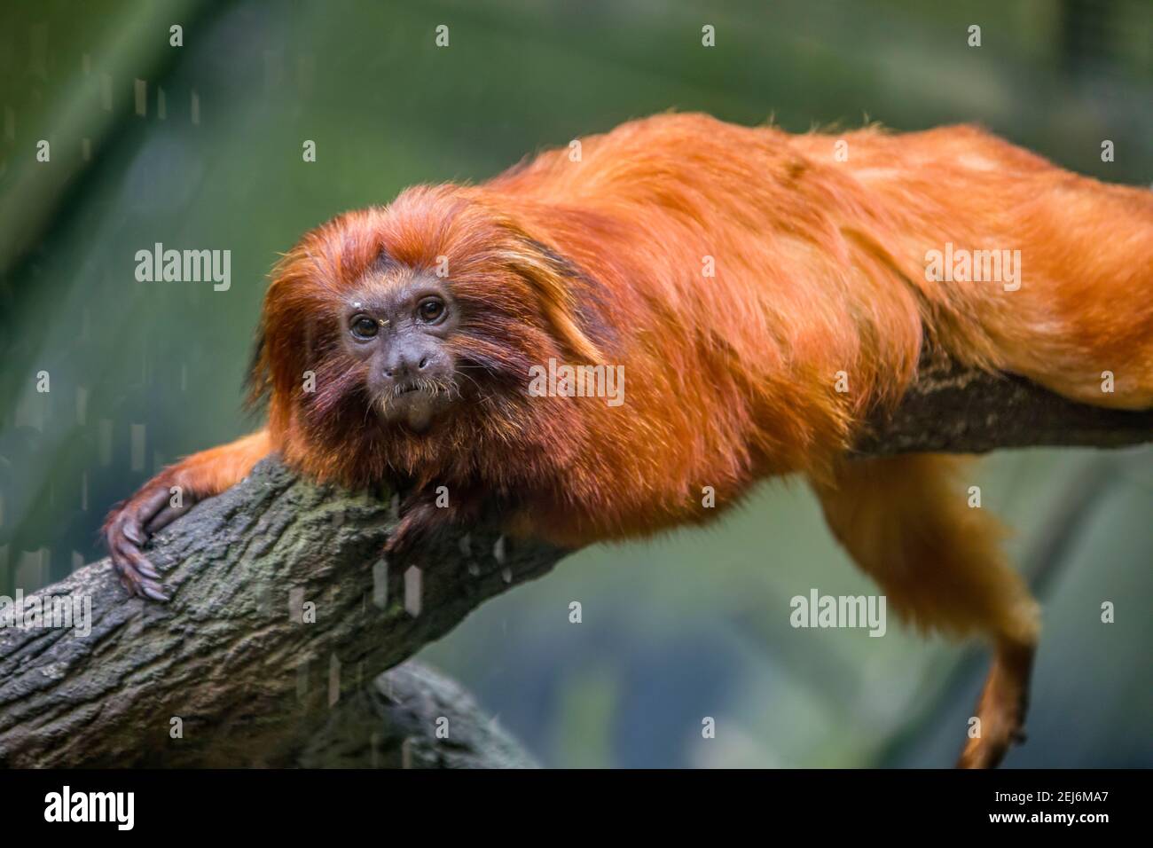 The golden lion tamarin (Leontopithecus rosalia) is a small New World ...