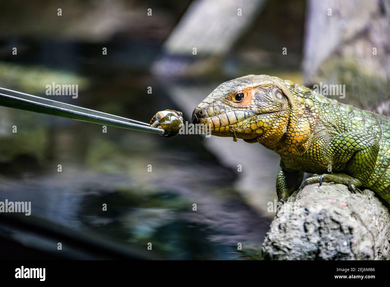 The Northern caiman lizard is eating golden apple snail. It is a ...