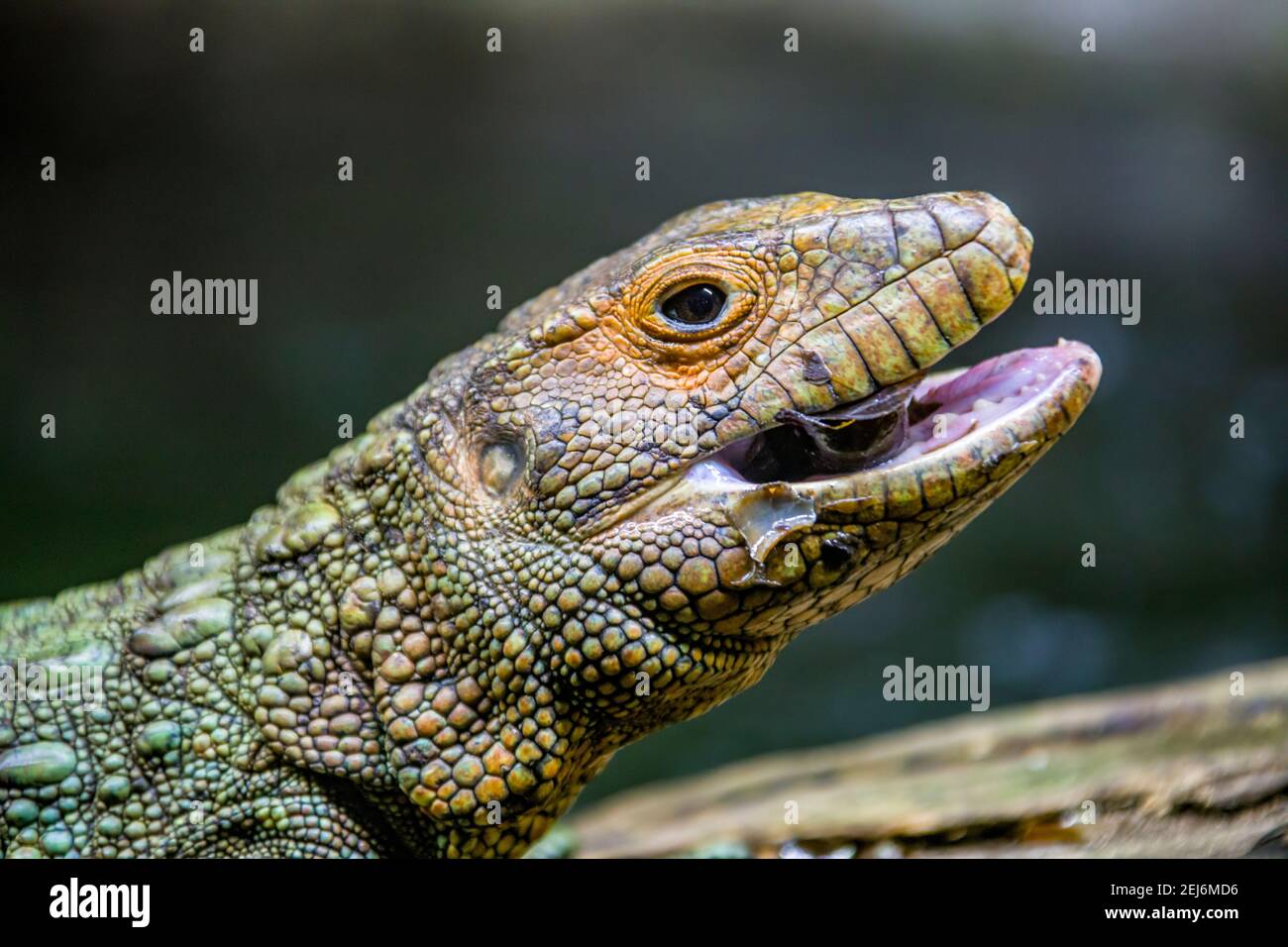 The Northern caiman lizard is eating golden apple snail. It is a ...