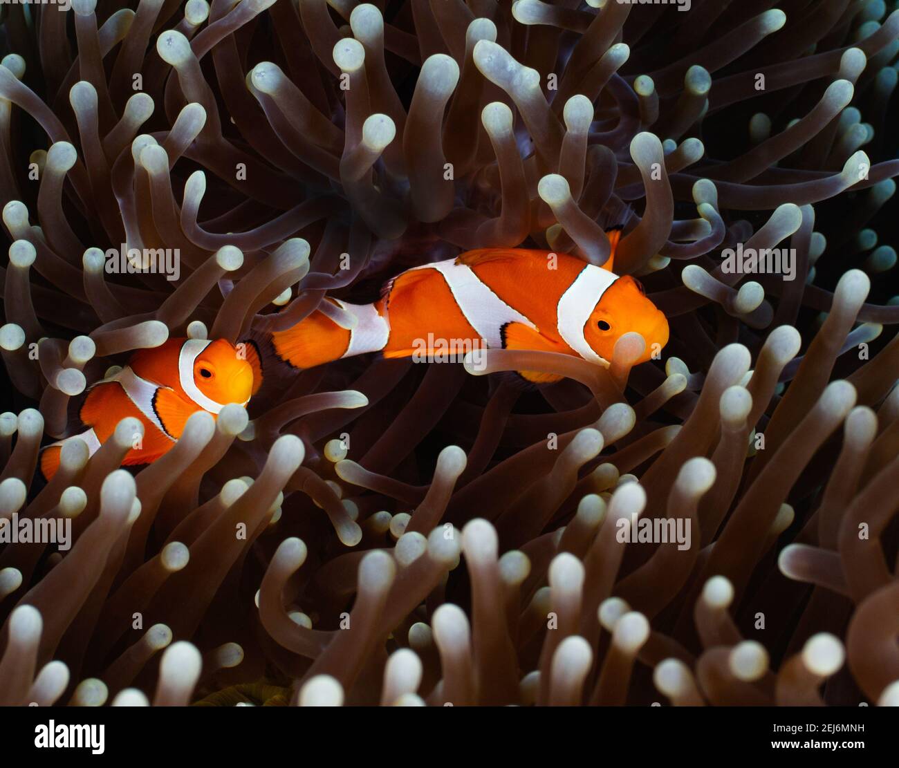 @ja hi-res stock photography and images - Alamy