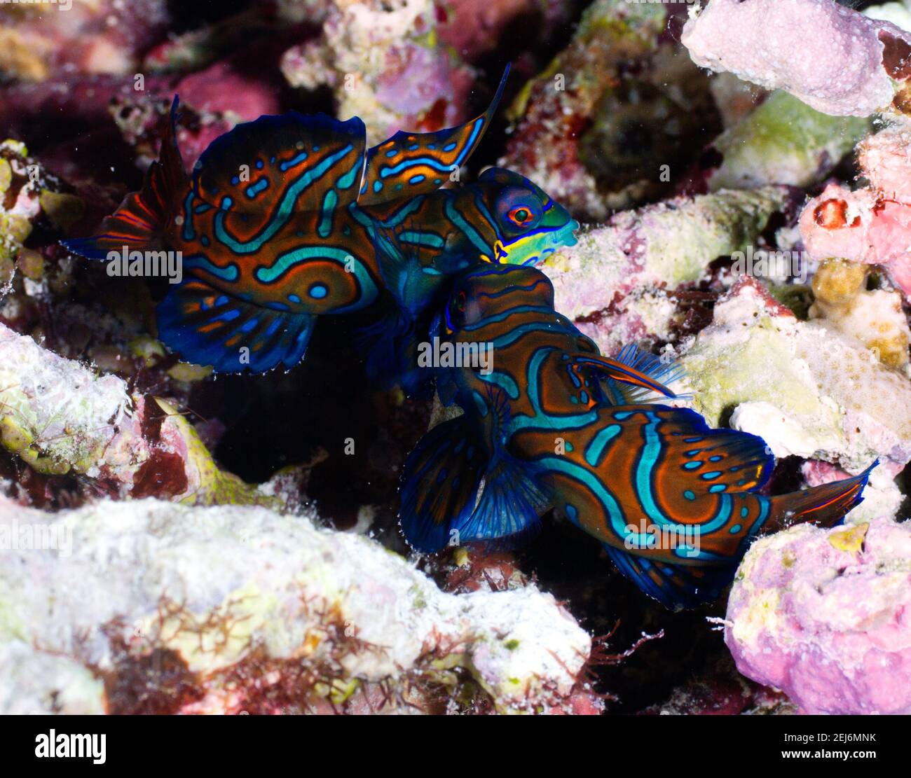Mandarin fish hi-res stock photography and images - Alamy
