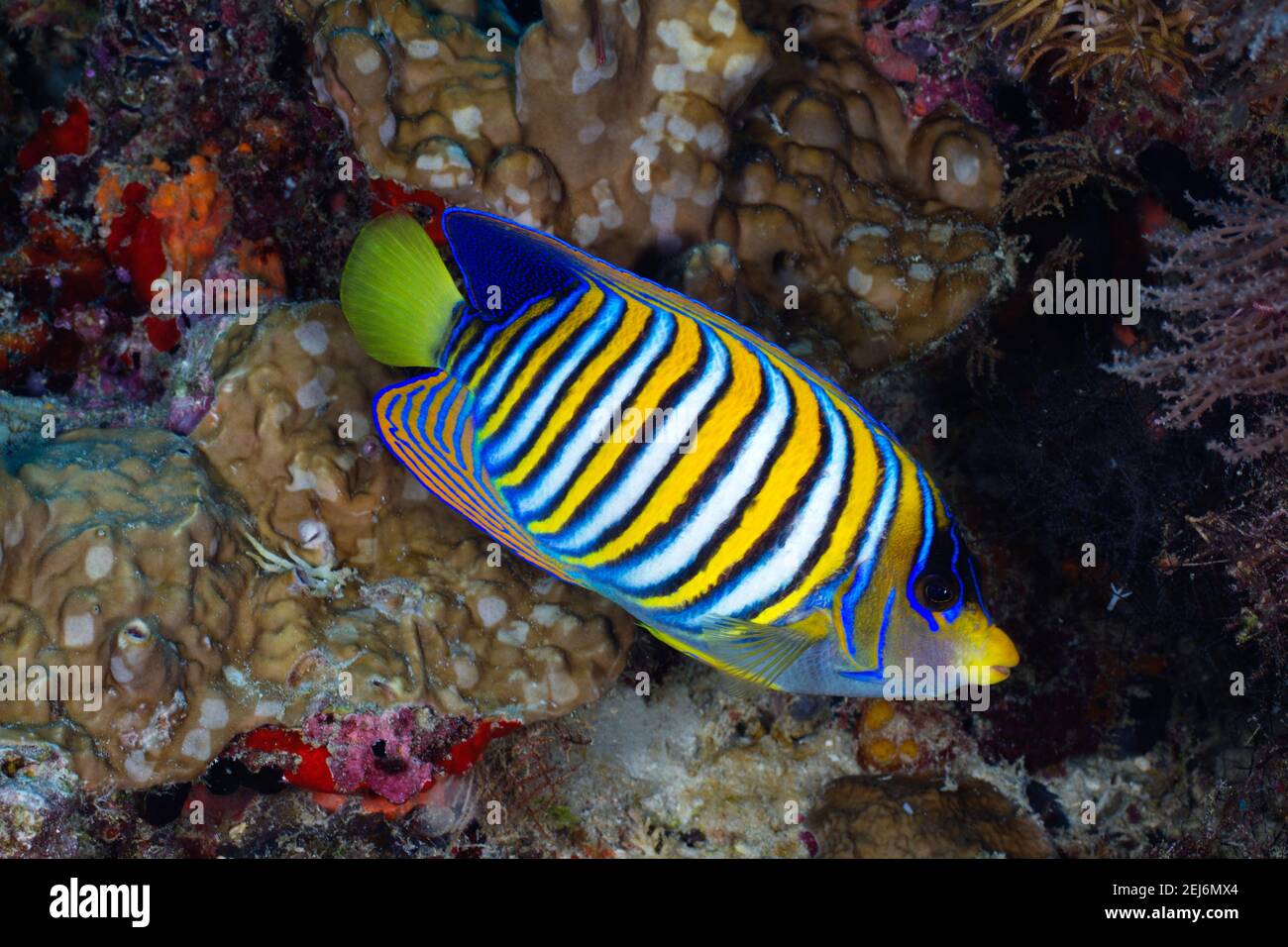 Royal angelfish also known as the regal angelfish, (Pygoplites ...