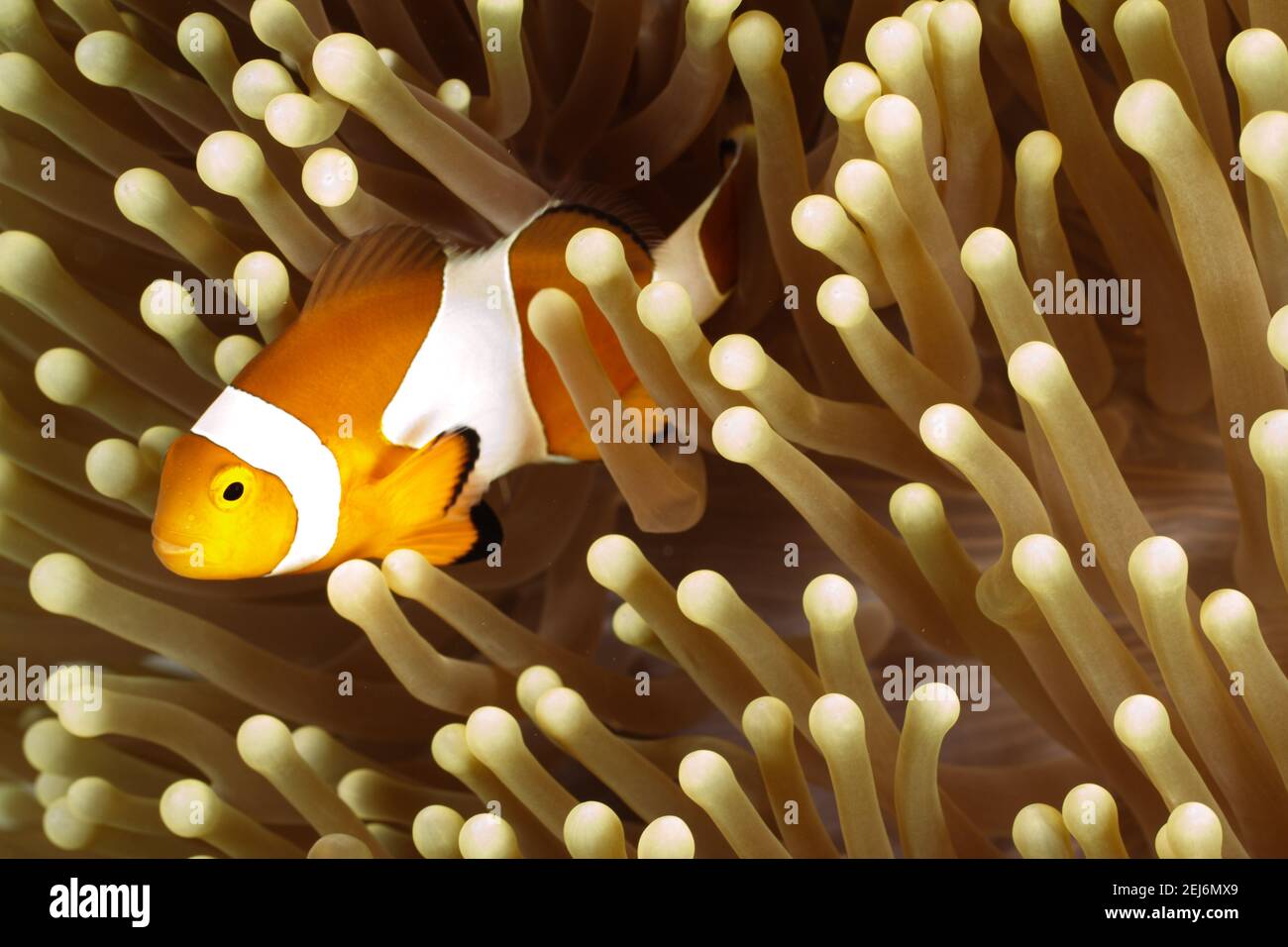 Sipadan Malaysia : Western Clown Anemonefish (Amphiprion ocellaris ...