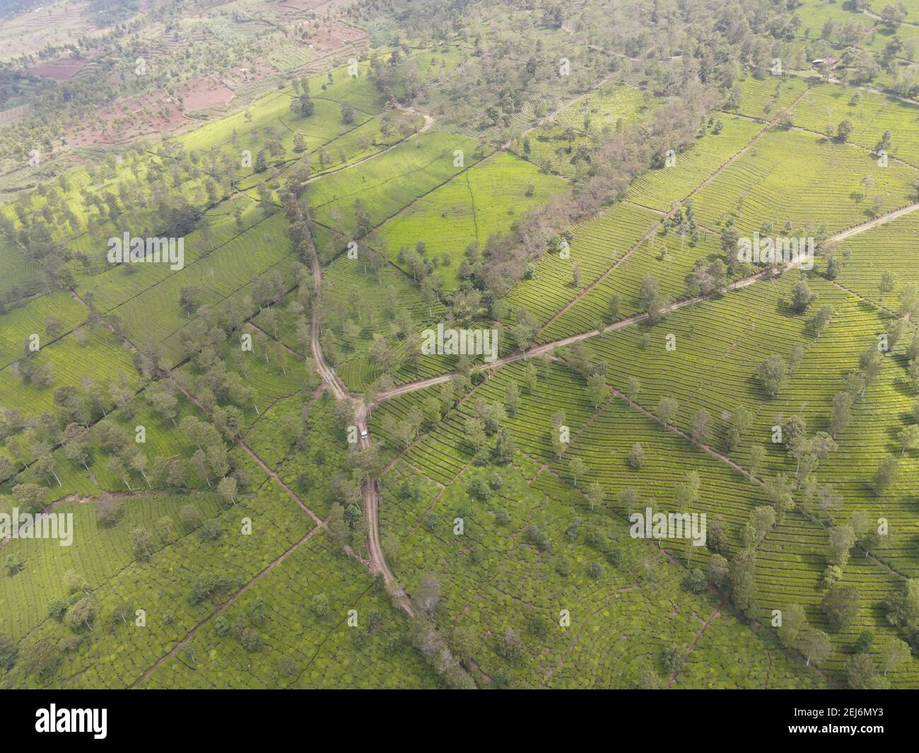 Aerial view of tea plantation. Top view fresh green tea terrace farm ...