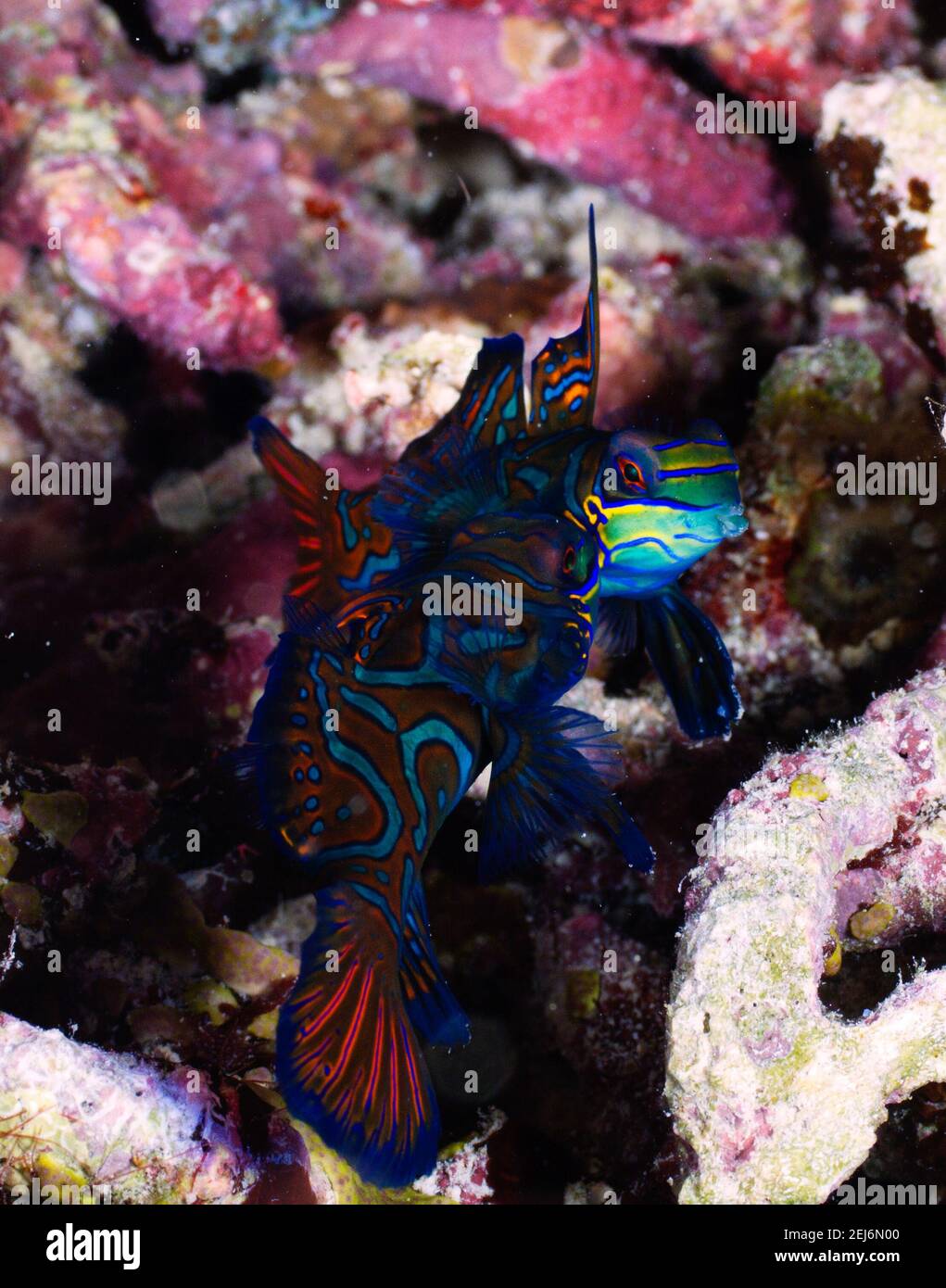 Mandarin fish hi-res stock photography and images - Alamy