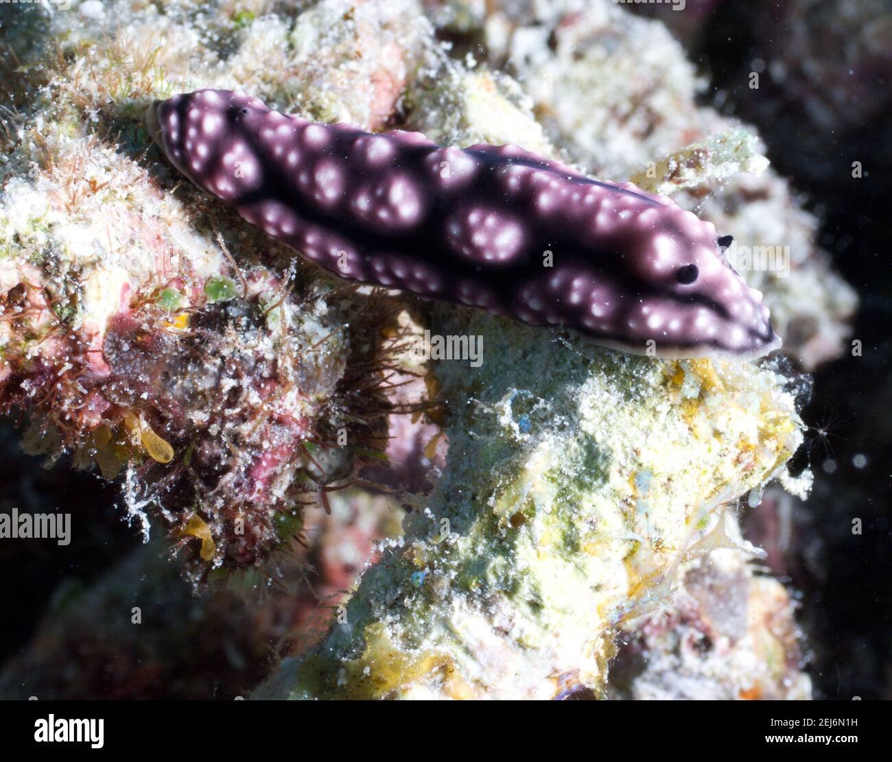 Phyllidia pustulosa nudibranch hi-res stock photography and images - Alamy