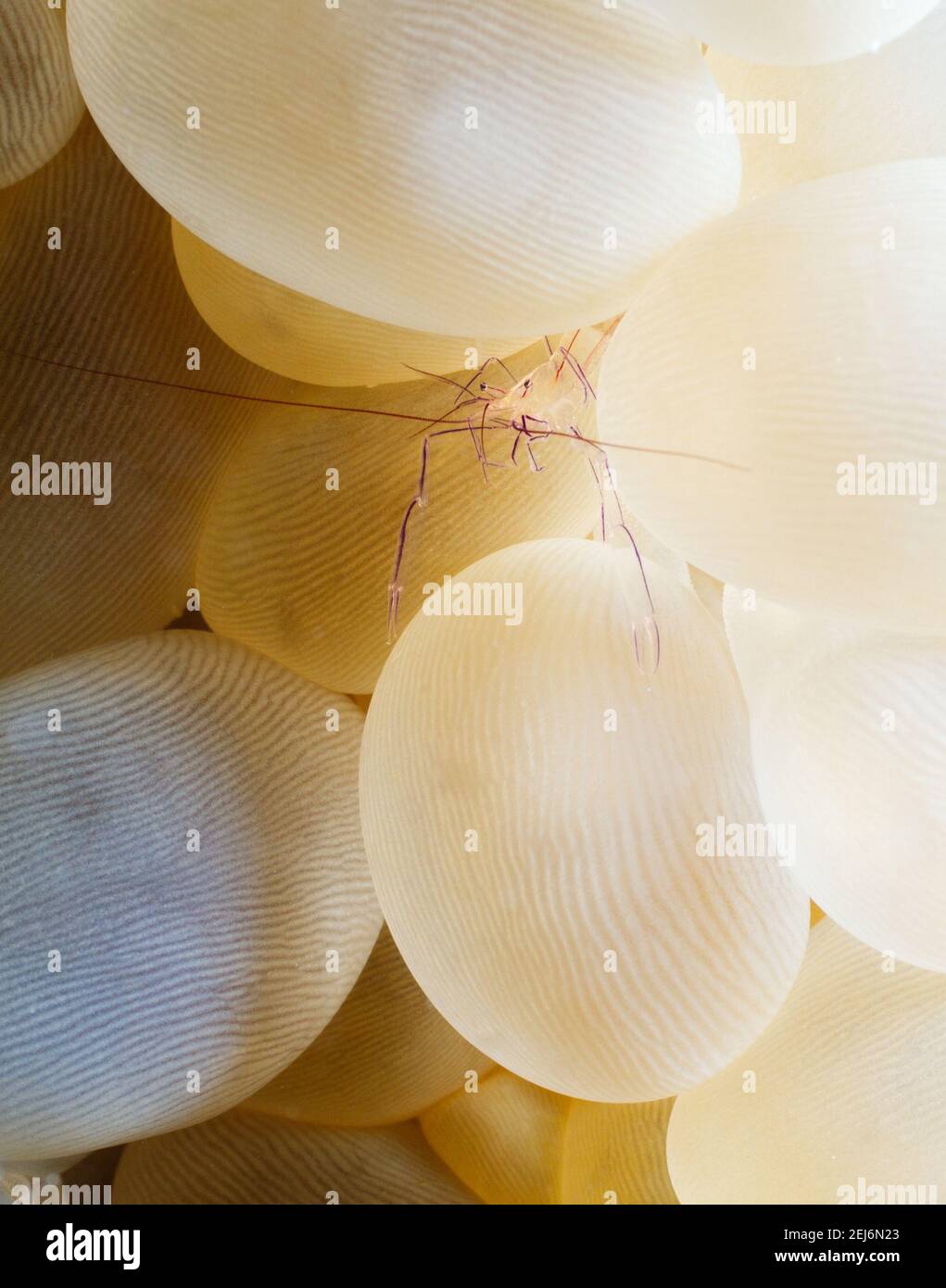 Bubble coral shrimp (Vir philippinensis Stock Photo - Alamy