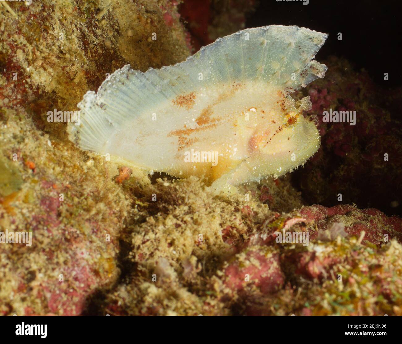Pom Pom Island Malaysia Leaf Fish (Taenianotus triacanthus Stock Photo ...