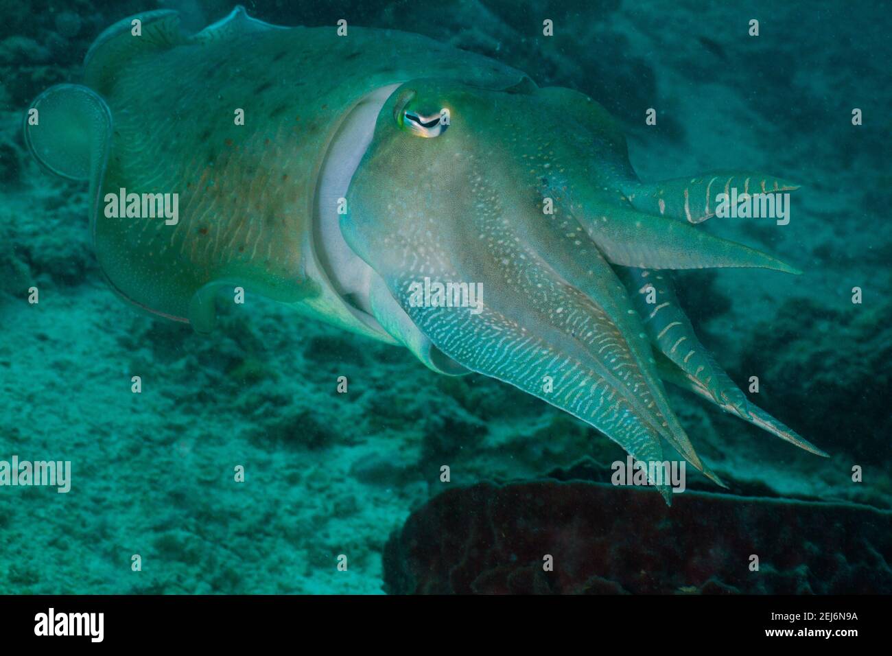 Pharaoh Cuttlefish (Sepia pharaonis Stock Photo - Alamy
