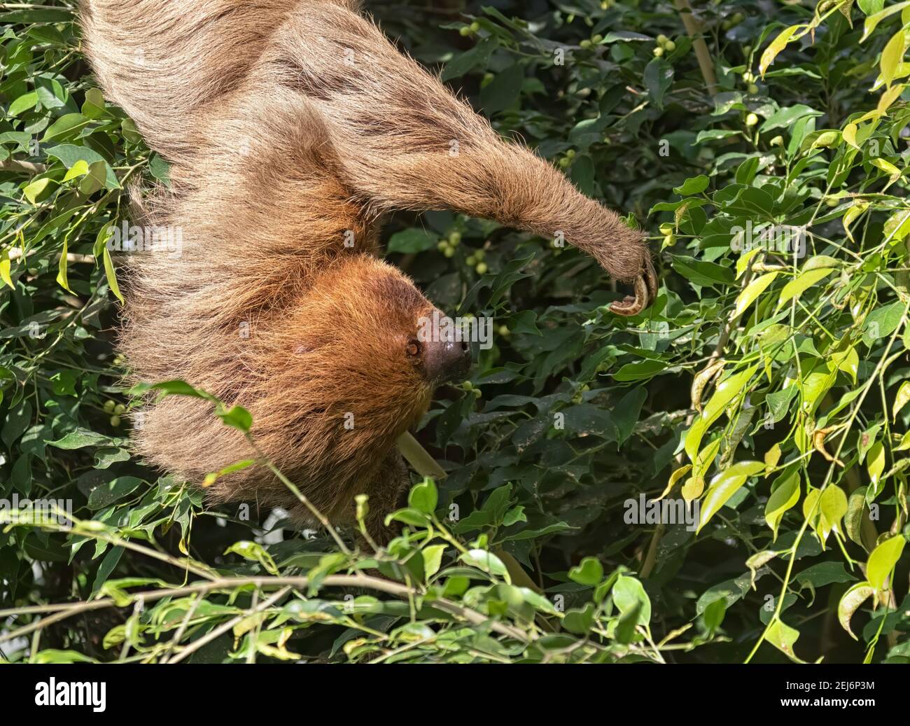 Hoffmann's two-toed sloth (Choloepus hoffmanni) feeding in the ...